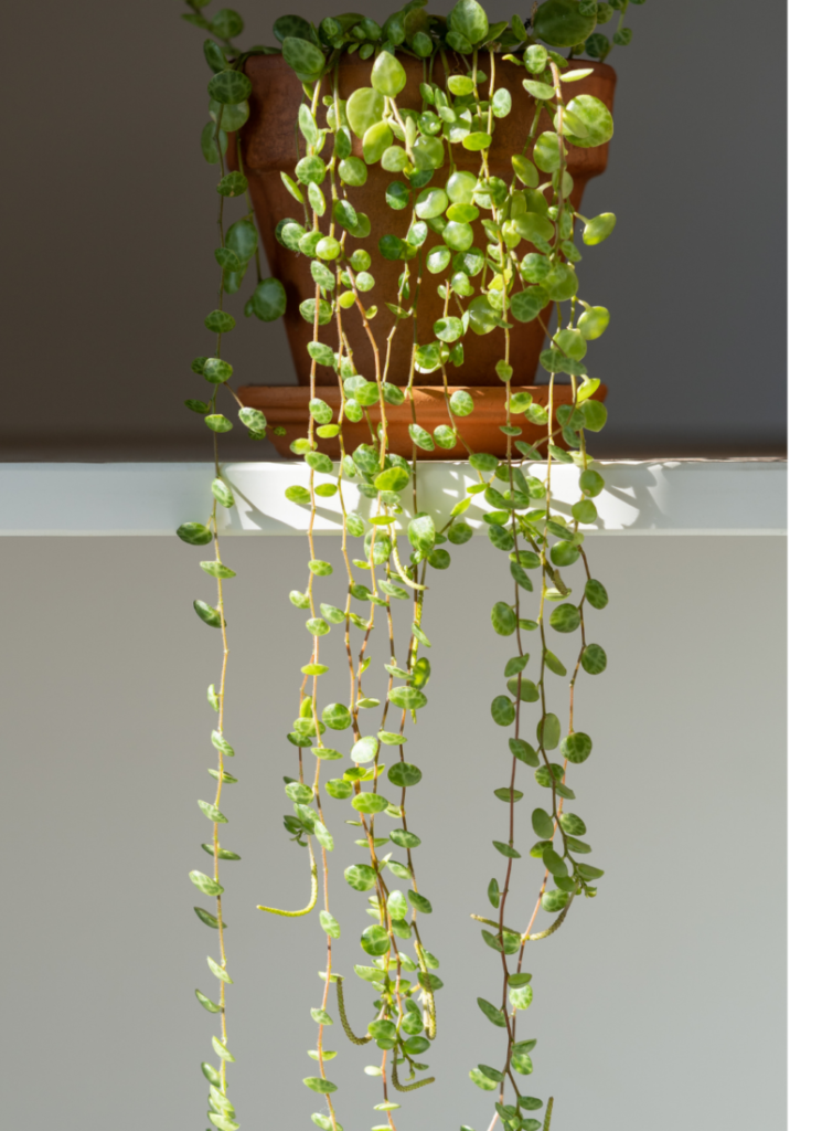 String of Turtles 7 Care Tips so your Plant Thrives – Small Space Love