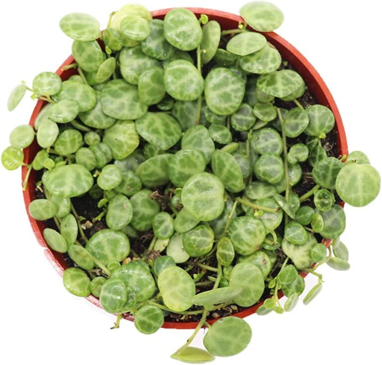 String of Turtles 7 Care Tips so your Plant Thrives – Small Space Love